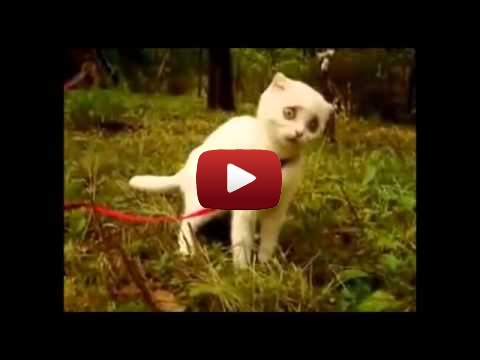 Biedny kotek - wiocha.pl absurd 257631